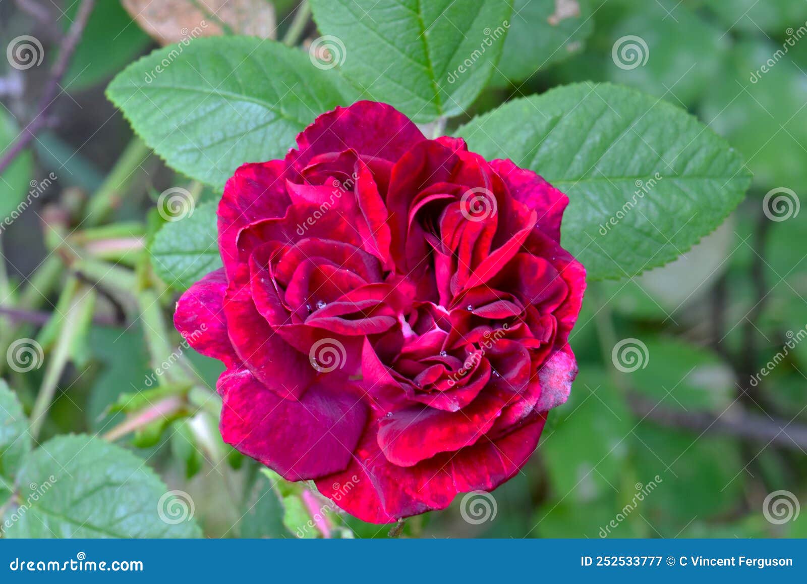 Red French Rose Flower Mandala 01 Stock Image - Image of mills, natural ...