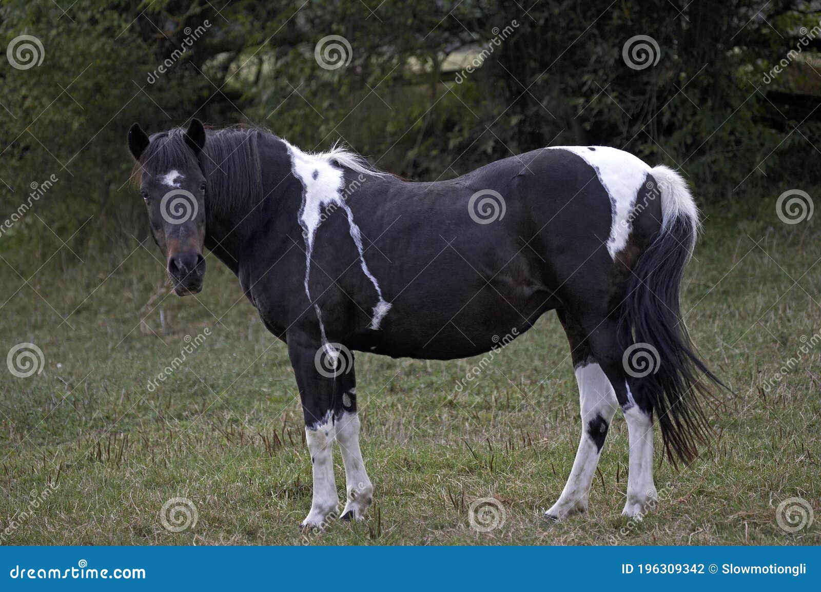 French Saddle Pony Stock Photos - Free & Royalty-Free Stock Photos from ...