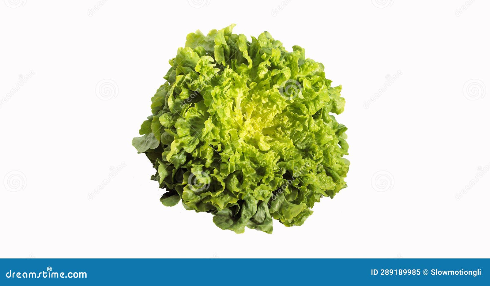 French Saled Called Corne De Cerf, Lactuca Sativa Stock Image - Image ...