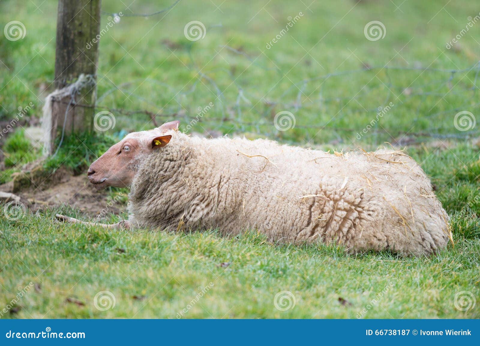French sheep race stock image. Image of adult, fence - 66738187