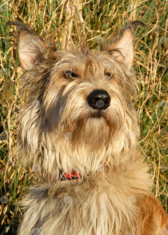 French shepherd stock photo. Image of puppies, picard - 2140942