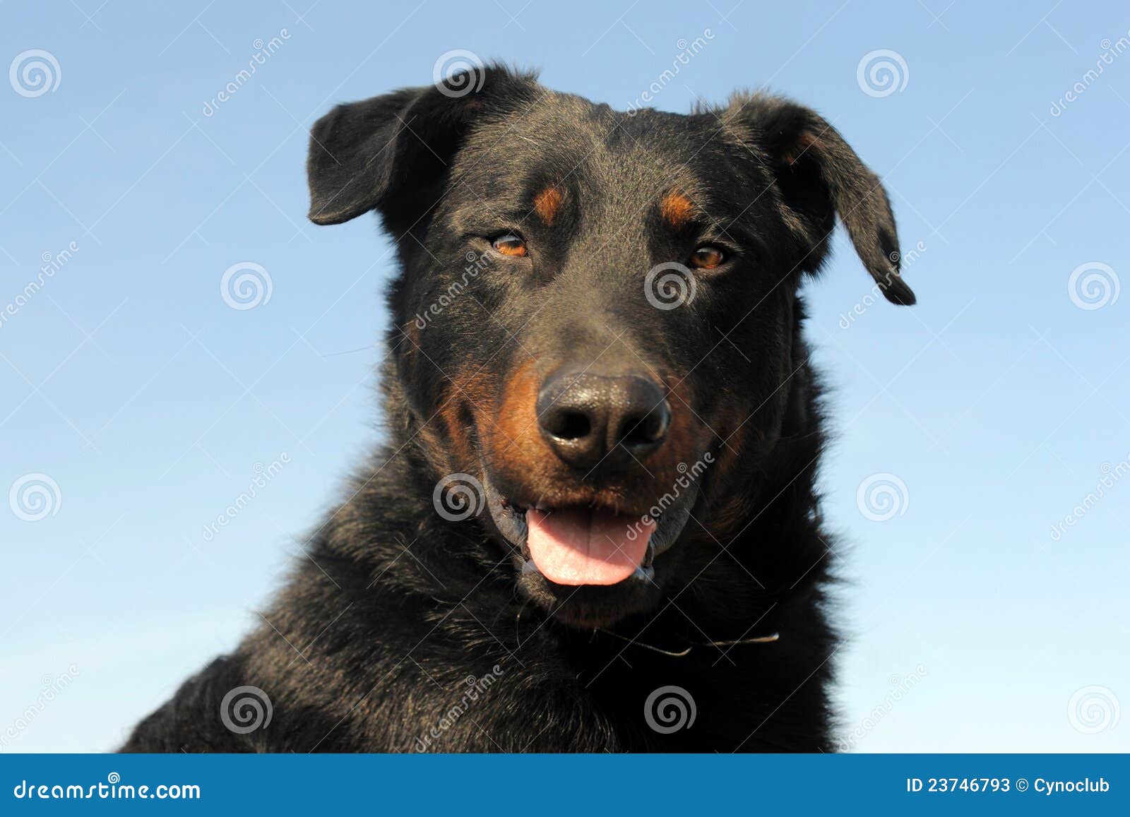 French shepherd stock image. Image of watching, purebred - 23746793