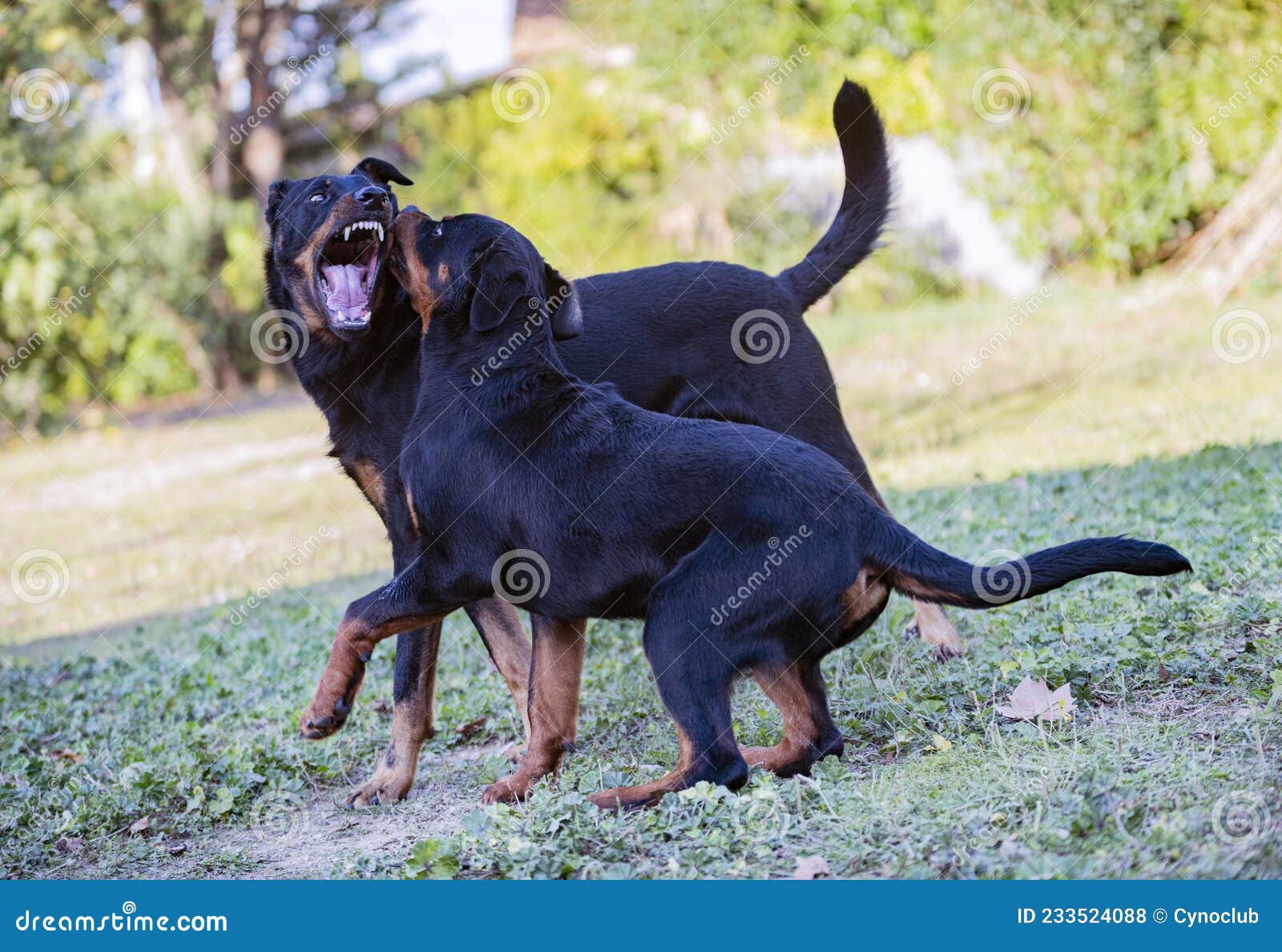 French Shepherd and Rottweiler in Nature Stock Photo - Image of ...