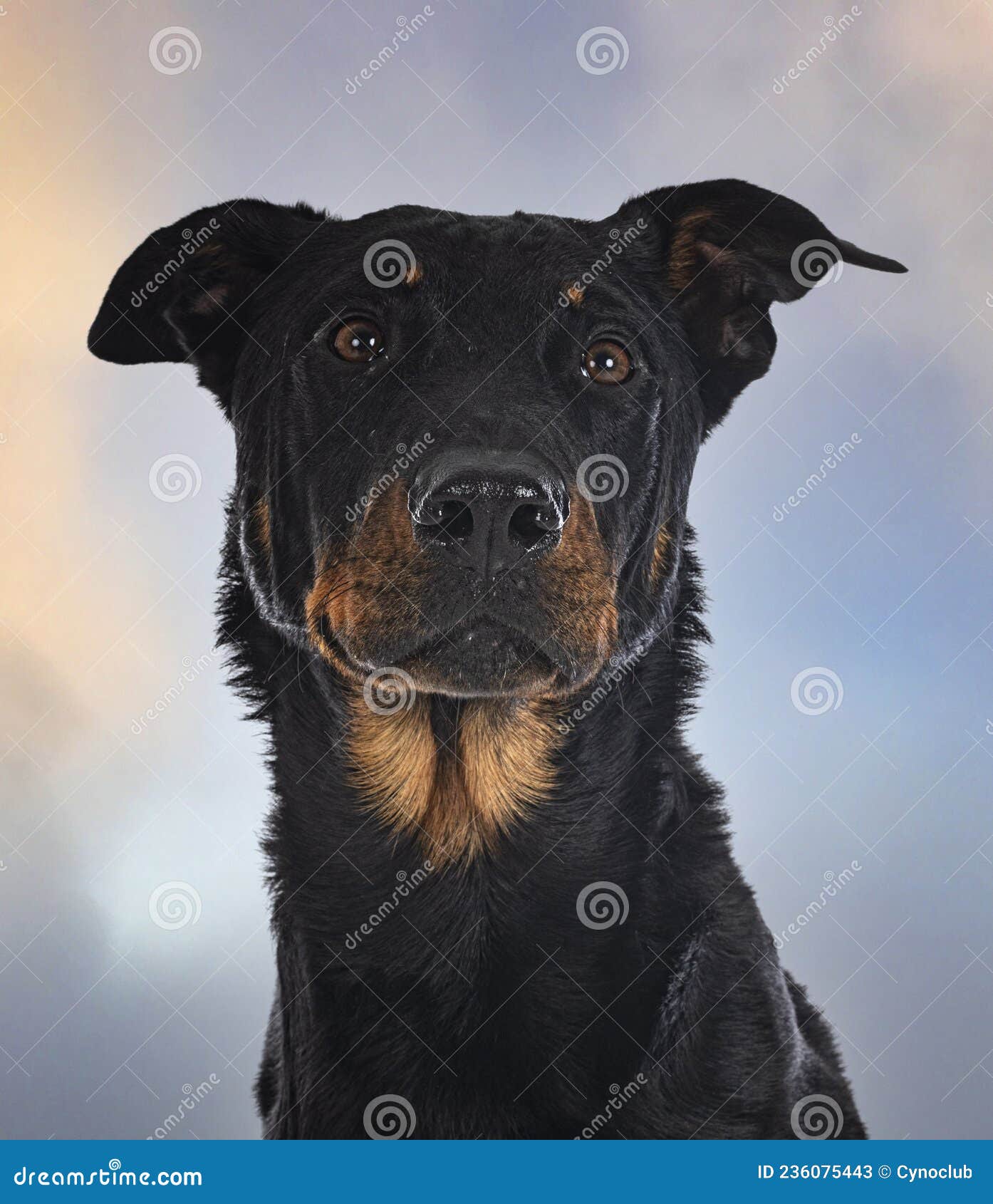 French shepherd in studio stock image. Image of animal - 236075443