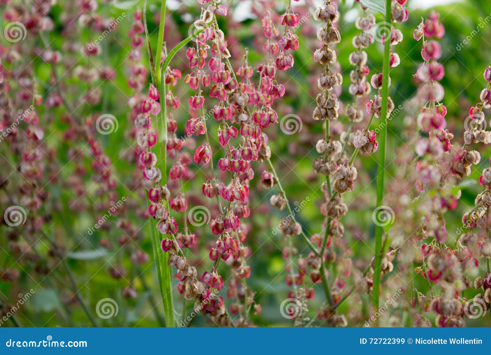 French Sorrel (Rumex Scutatus) Stock Image - Image of herb, sour: 72722399