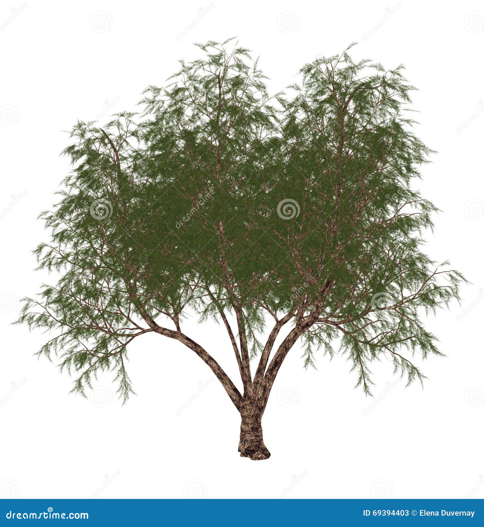 Tamarisk Cartoons, Illustrations & Vector Stock Images - 75 Pictures to ...