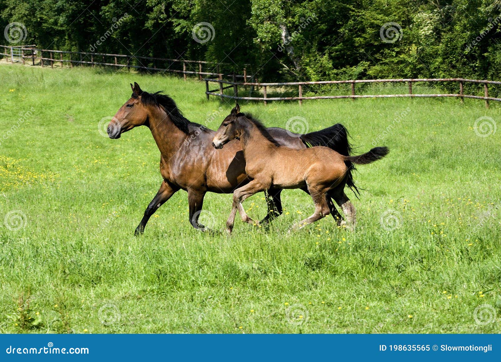 French Trotter Horse, Mare and Foal, Normandy Stock Image - Image of ...