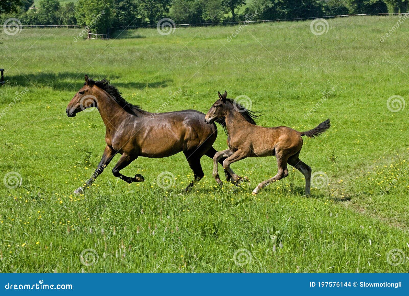 French Trotter, Mother and Foal in Paddock, Normandy Stock Photo ...