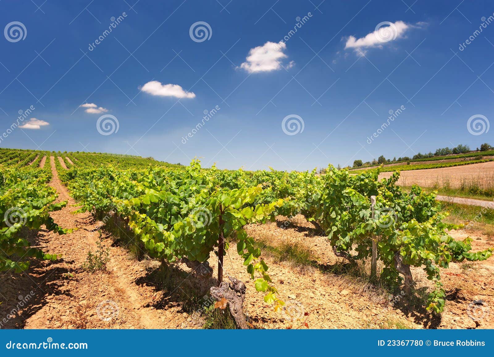 French Vineyard stock photo. Image of languedoc, vineyards - 23367780