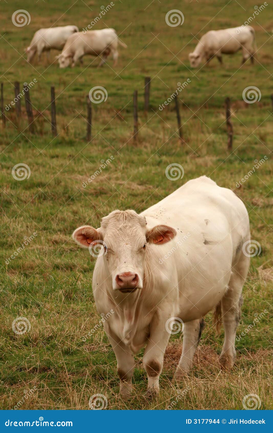 French white cows stock photo. Image of graze, white, livestock - 3177944