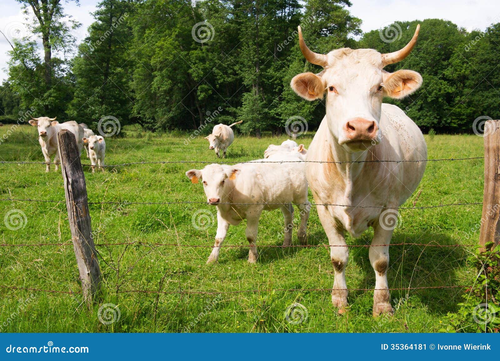 French white cows stock image. Image of meadows, charolais - 35364181