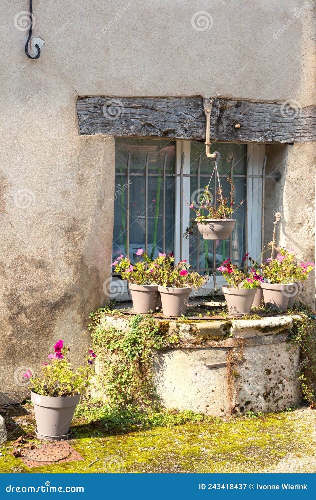 French Window with Plants and Flowers Stock Image - Image of romantic ...