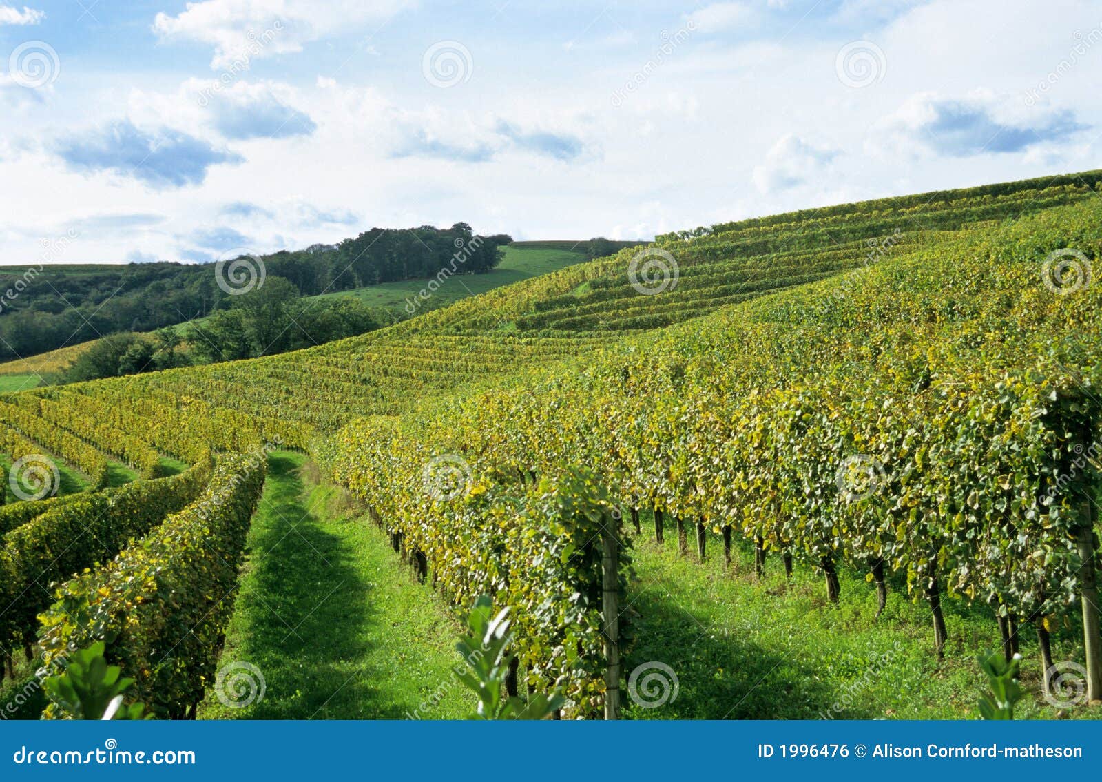 French Winery stock photo. Image of french, scenic, colour - 1996476