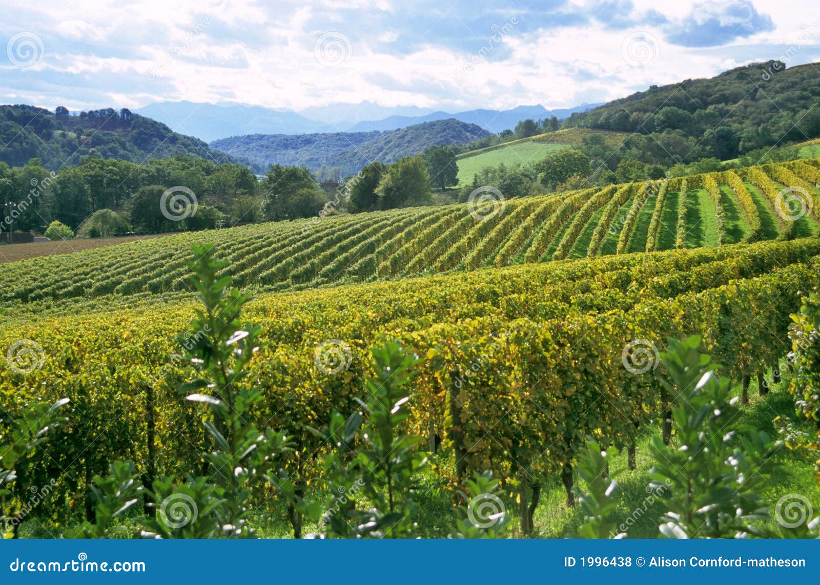French Winery in the Pyrenese Stock Photo - Image of vinyard, outdoors ...