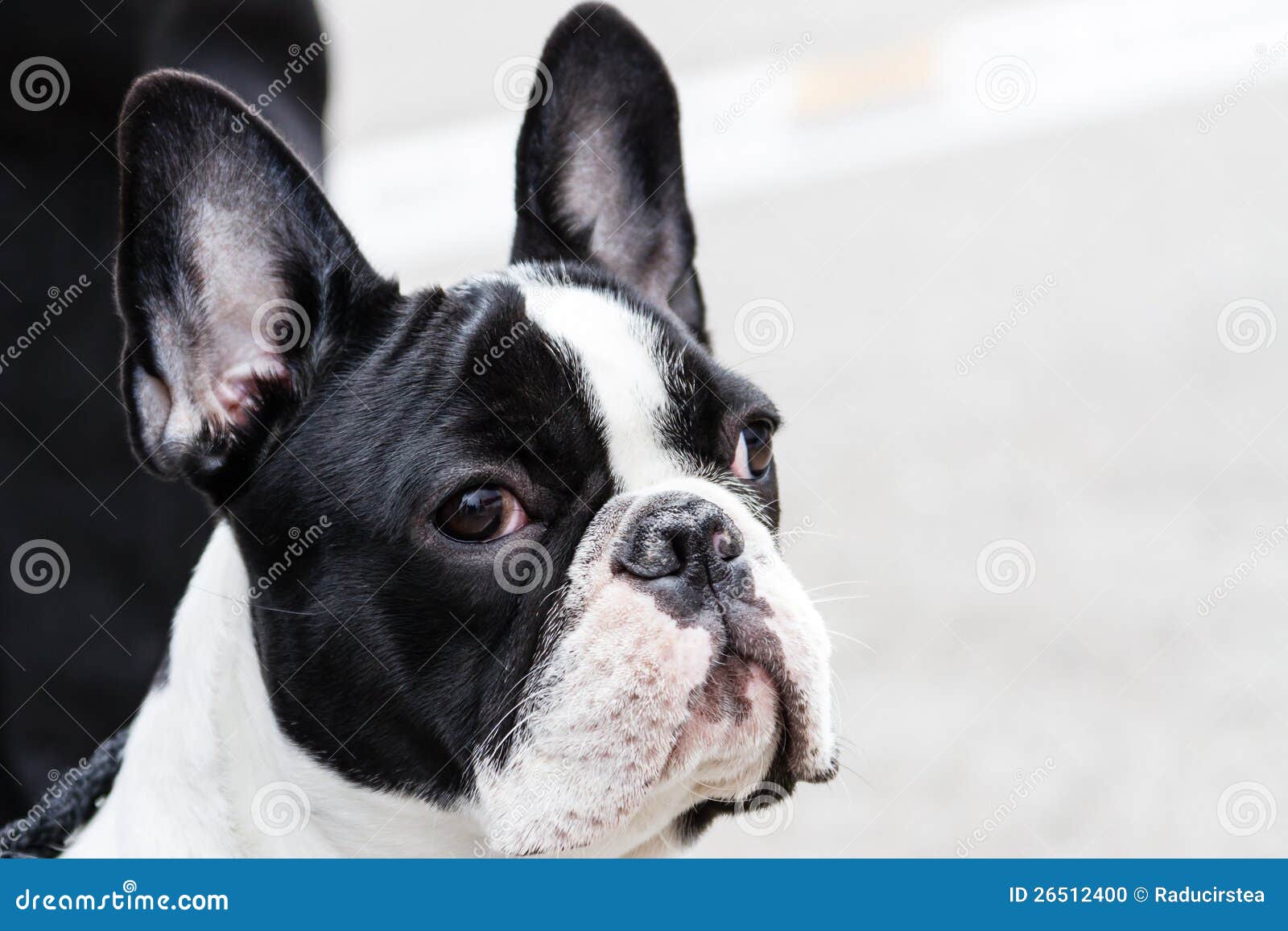 Frenchie stock photo. Image of frenchie, french, grumpie - 26512400