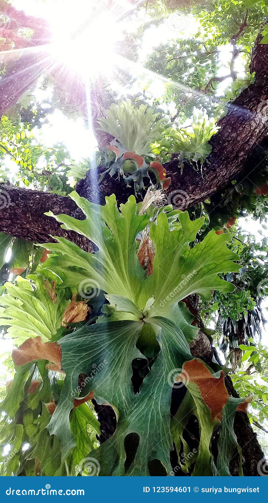 Frenin stock image. Image of nature, frenin, green, tree - 123594601