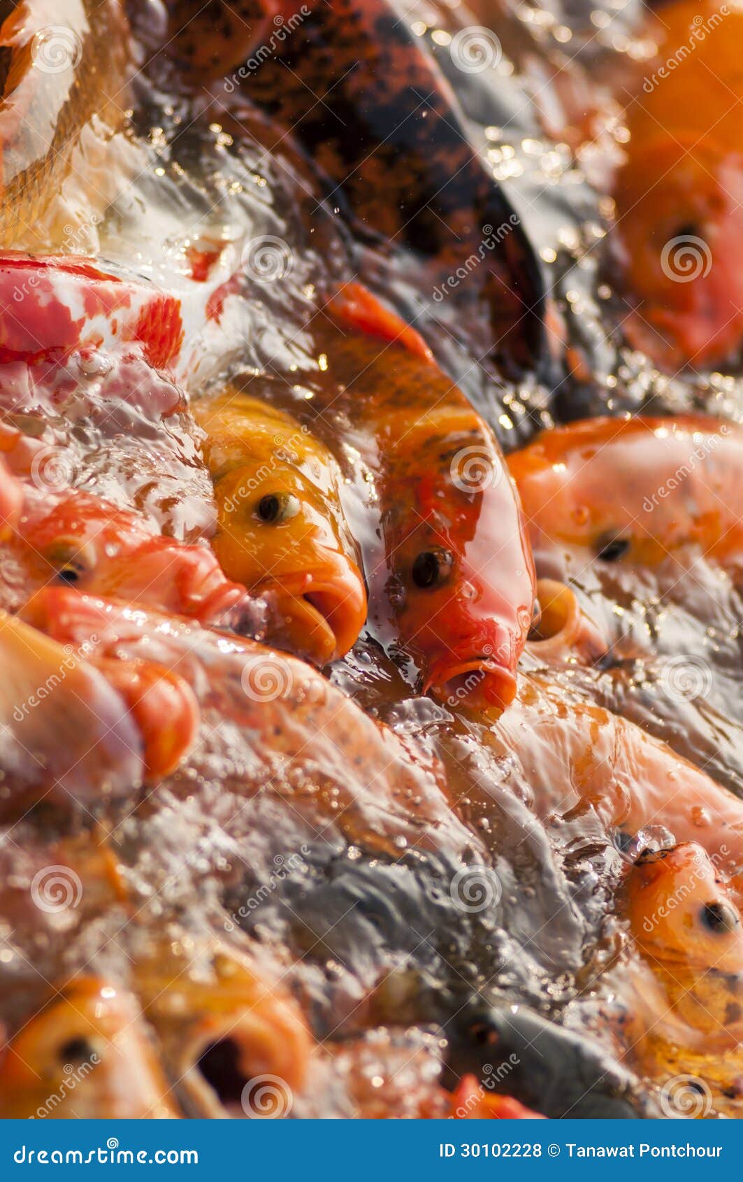 Frenzy Fish Wait for Feeding Stock Photo - Image of color, fight: 30102228