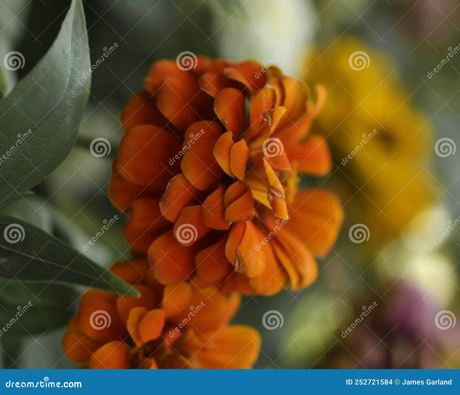 Frequentes . Cor Da Ferrugem Foto de Stock - Imagem de anual, floral ...