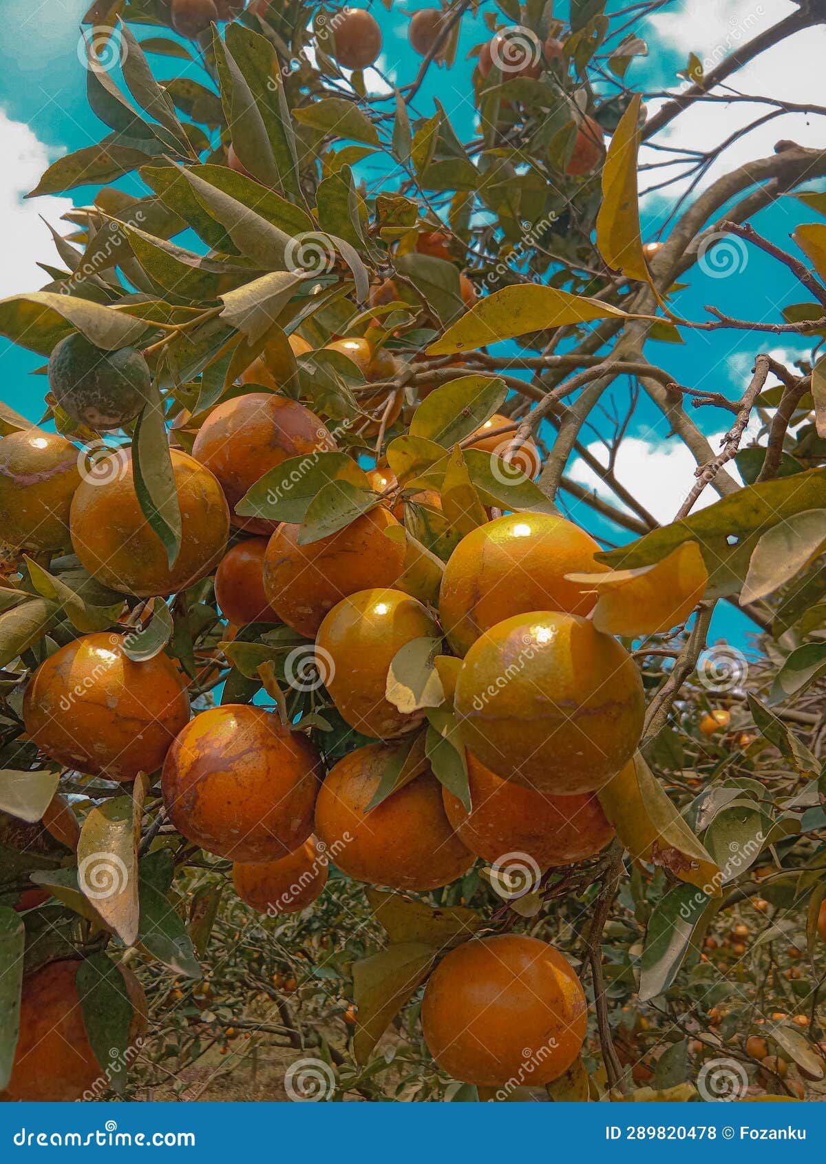 Fres Orange Fruit in the Botanica Garden Stock Photo - Image of orange ...