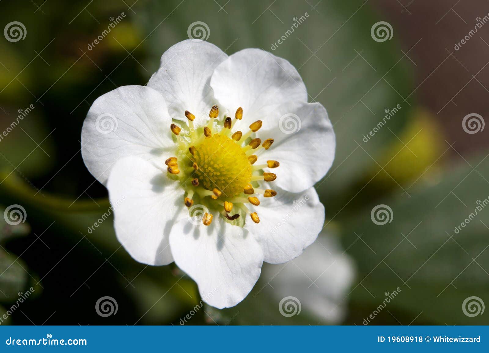 Fresa, Flor Fotos de archivo libres de regalías - Imagen: 19608918