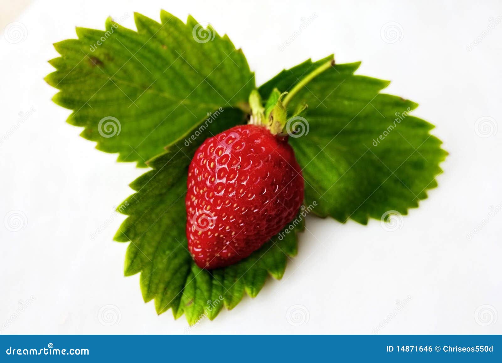 FRESA - HOJAS DEL VERDE foto de archivo. Imagen de fondo - 14871646