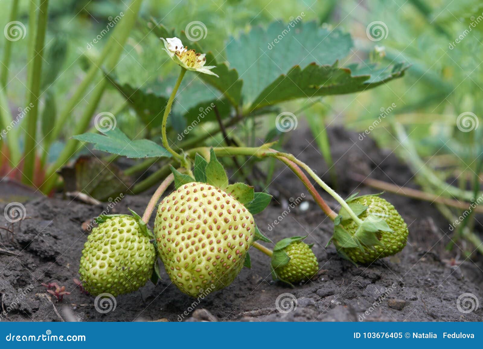 Fresa verde imagen de archivo. Imagen de planta, fruta - 103676405