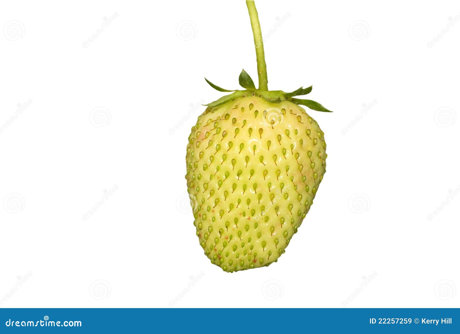 Fresa verde inmadura imagen de archivo. Imagen de ingrediente - 22257259