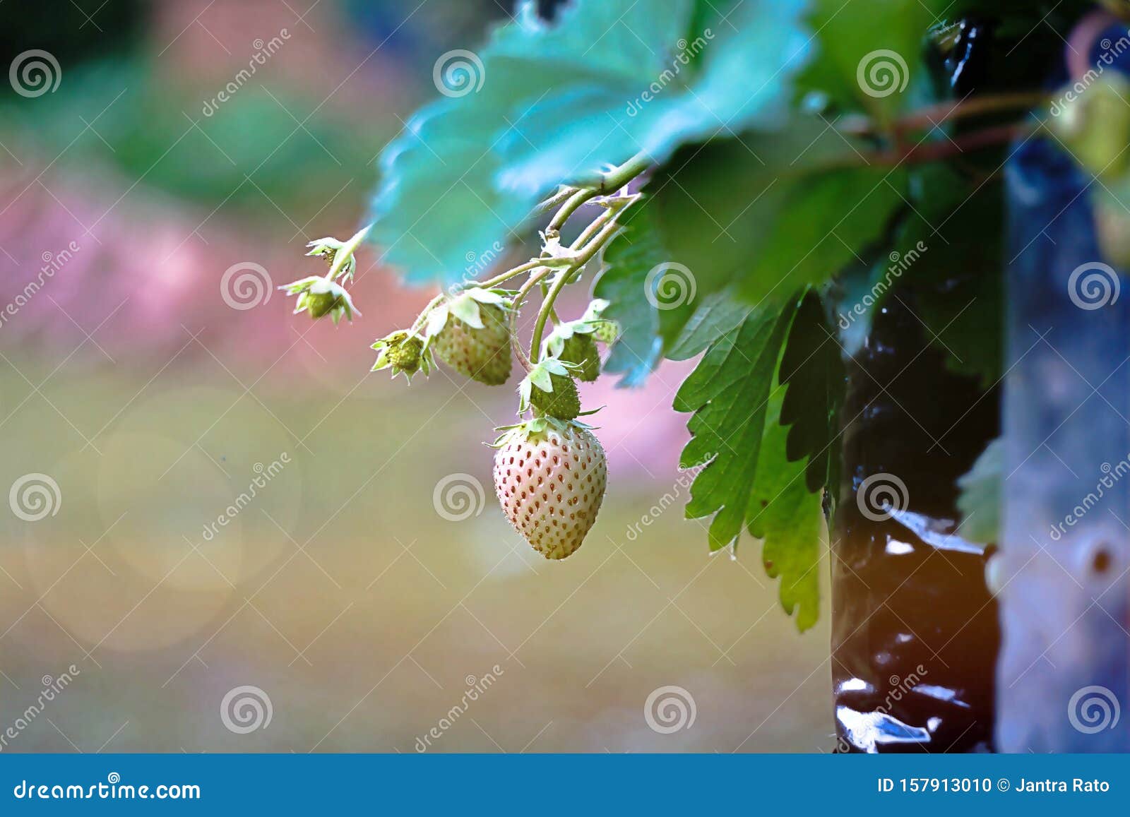 Fresa Verde Que Crece En Una Planta Foto de archivo - Imagen de planta ...
