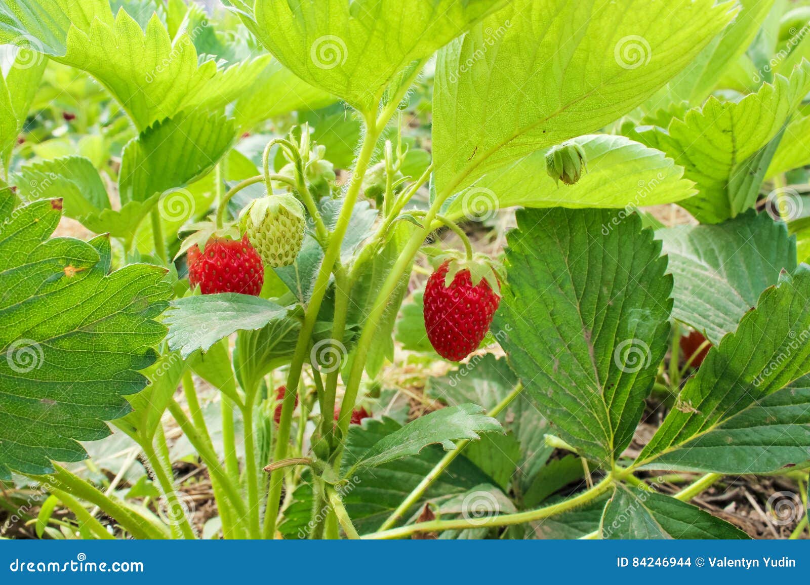 Fresa Verde Y Roja Con Las Hojas Foto de archivo - Imagen de suave ...