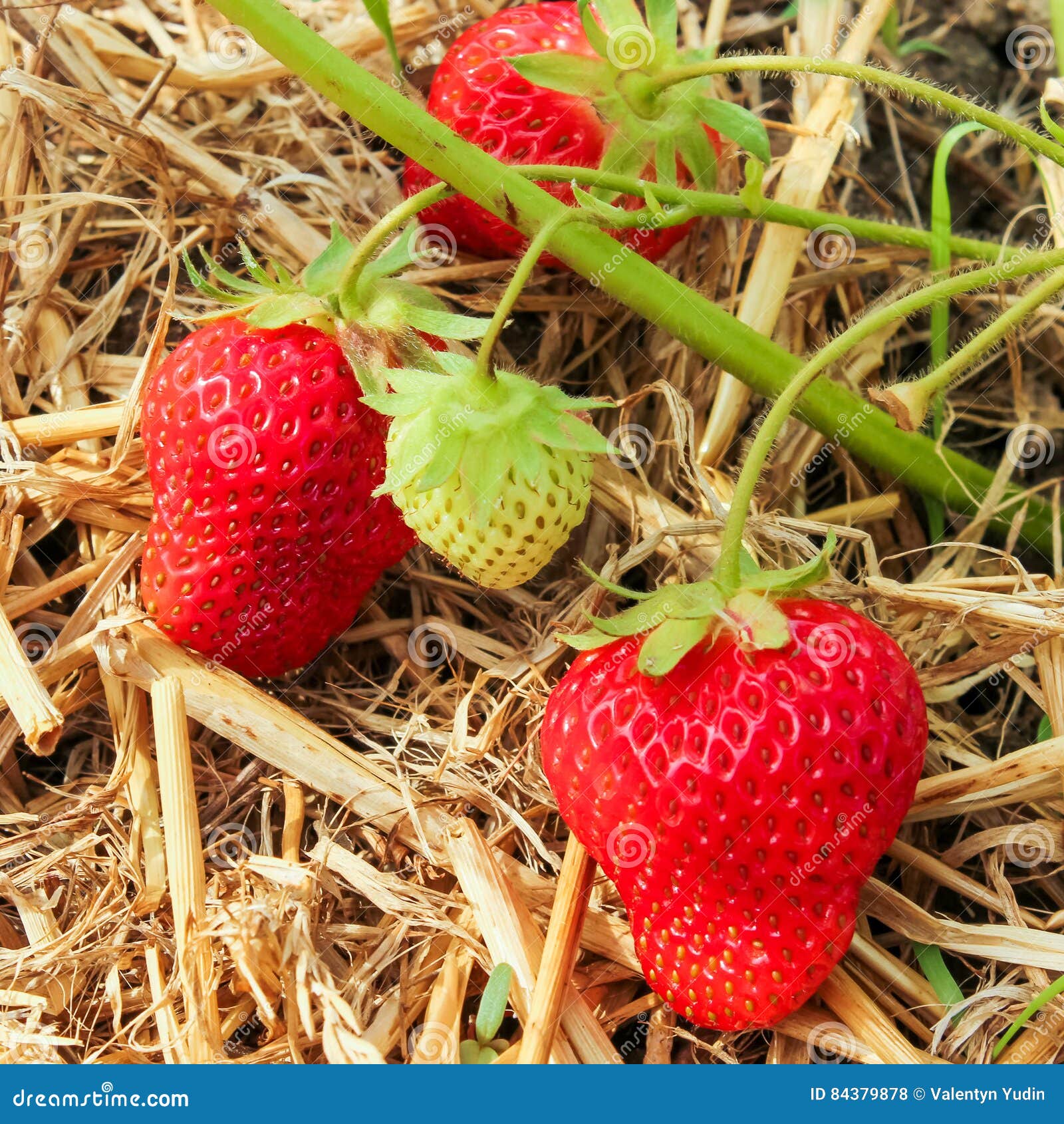 Fresa Verde Y Roja Con Las Hojas Foto de archivo - Imagen de maduro ...