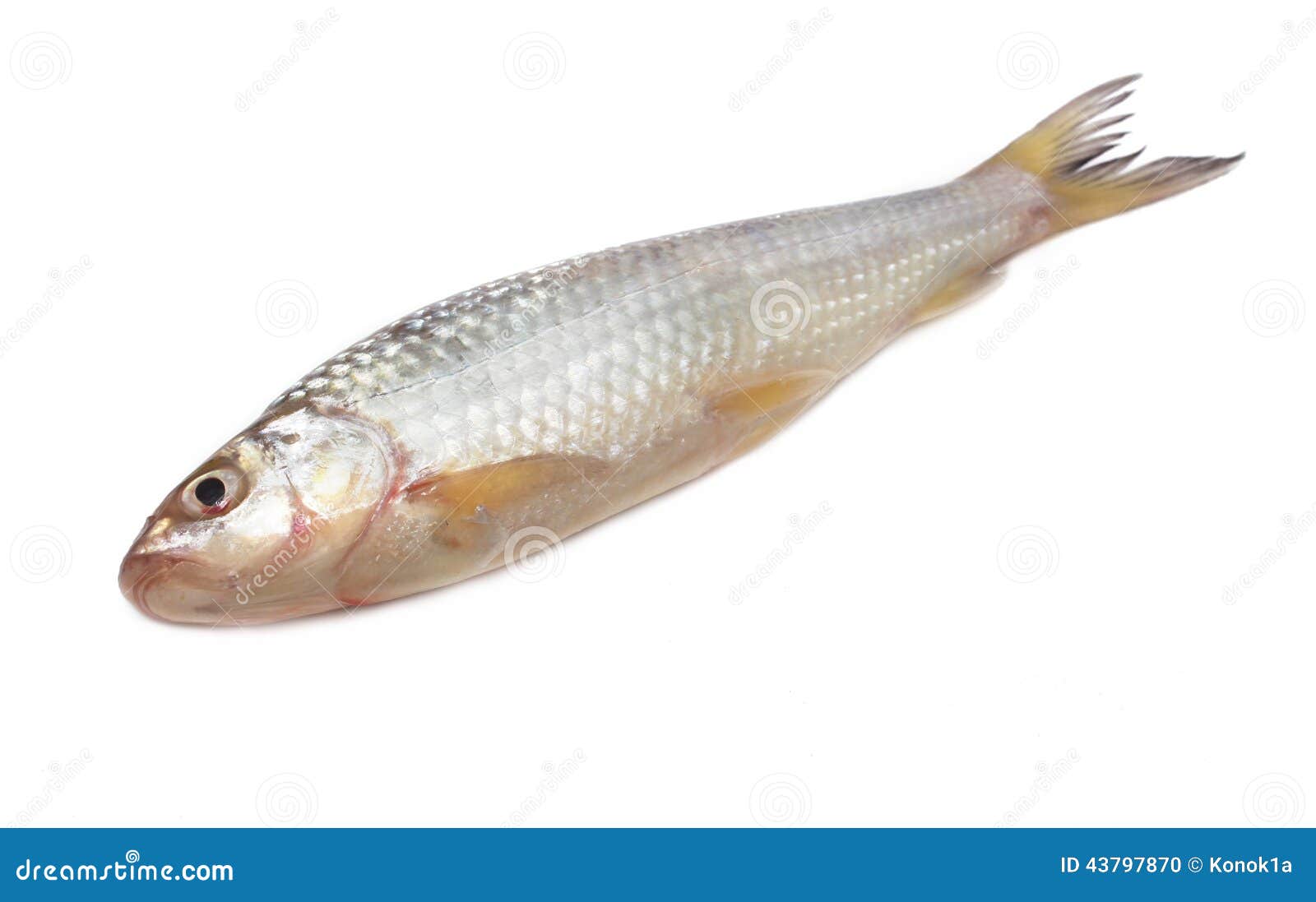 Fresah fish stock photo. Image of preparation, freshness - 43797870