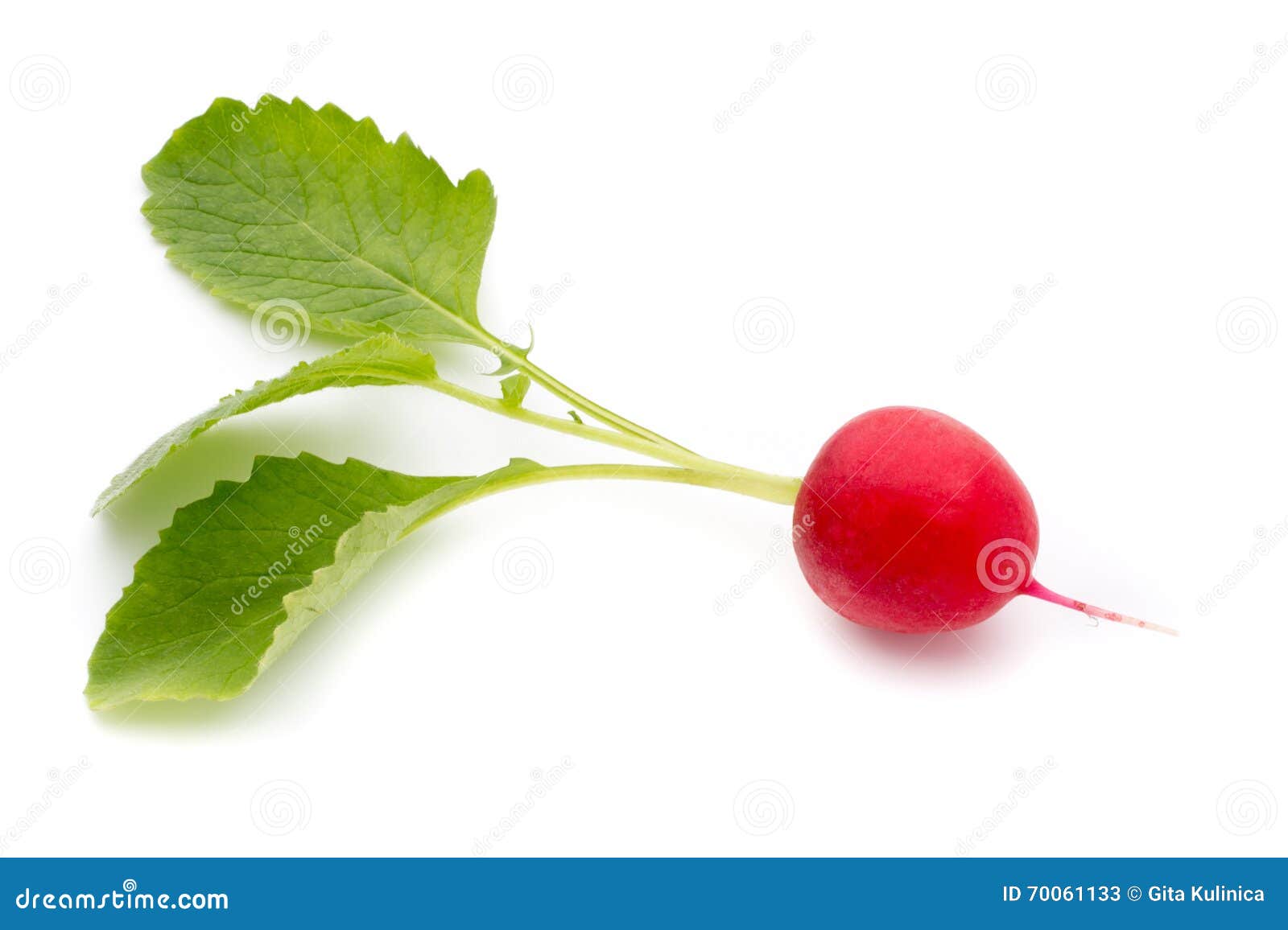 Fresco Do Rabanete Isolado No Fundo Branco Imagem de Stock - Imagem de ...