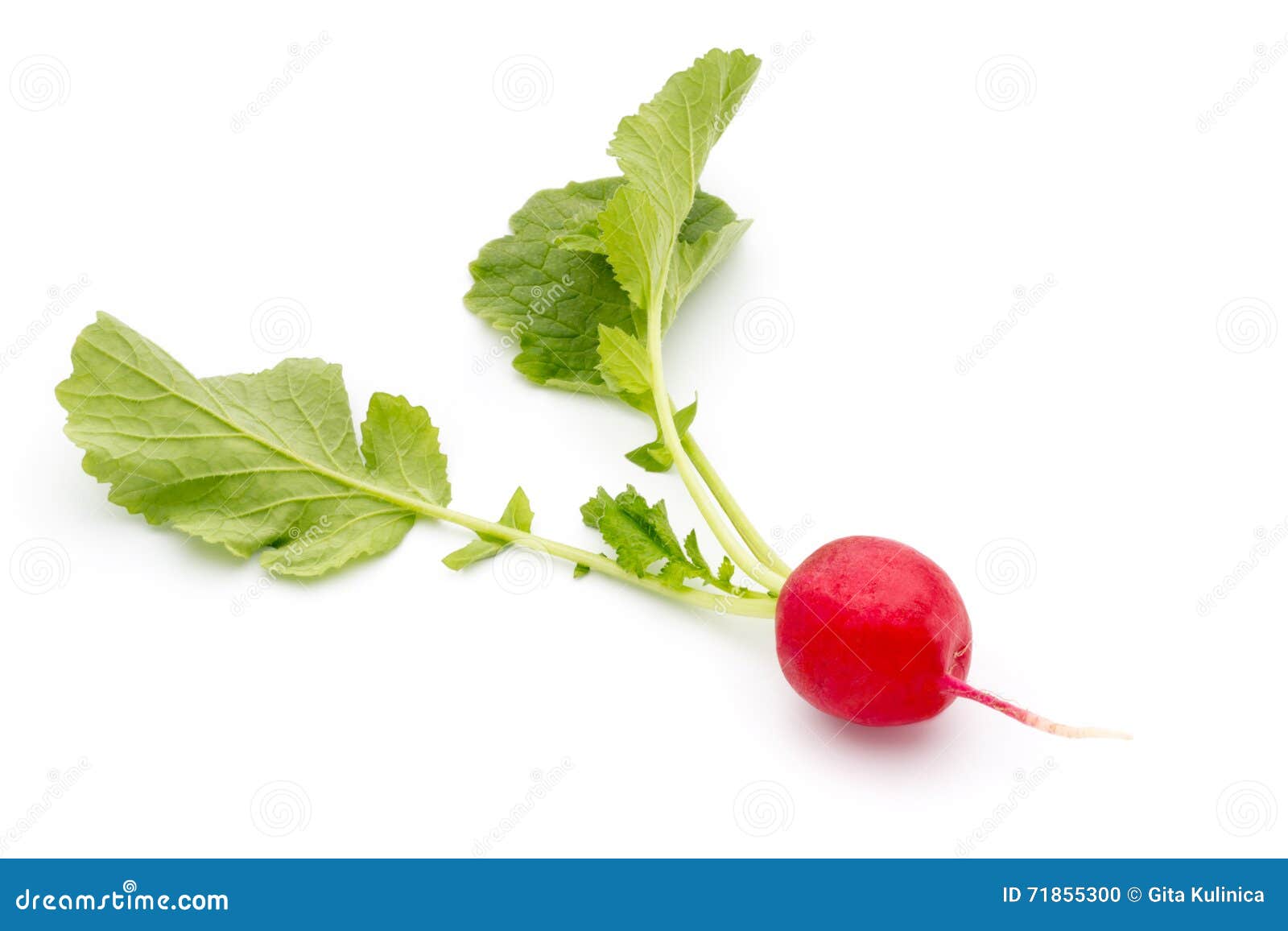 Fresco Do Rabanete Isolado No Fundo Branco Foto de Stock - Imagem de ...