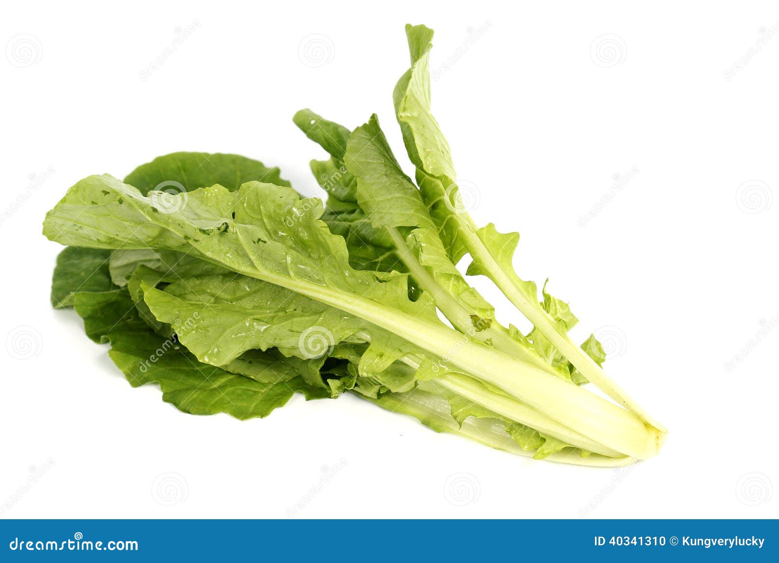 Fresco la lechuga foto de archivo. Imagen de frescura - 40341310