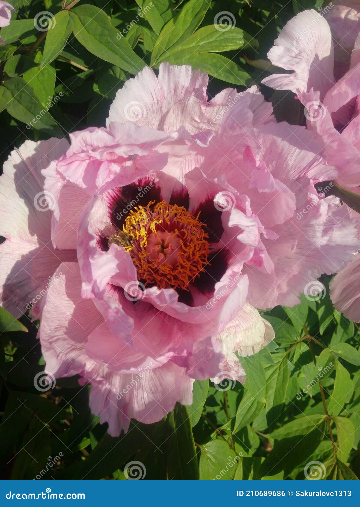 Fresco Rosa Peony Flor Primer Plano En El Monte Foto de archivo ...
