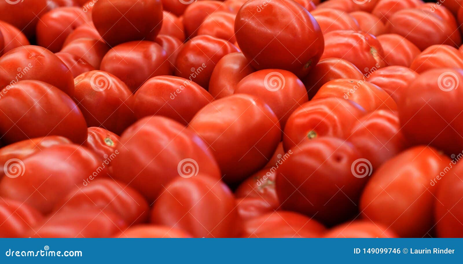 Fresg red roma Tomatoes stock photo. Image of harvest - 149099746