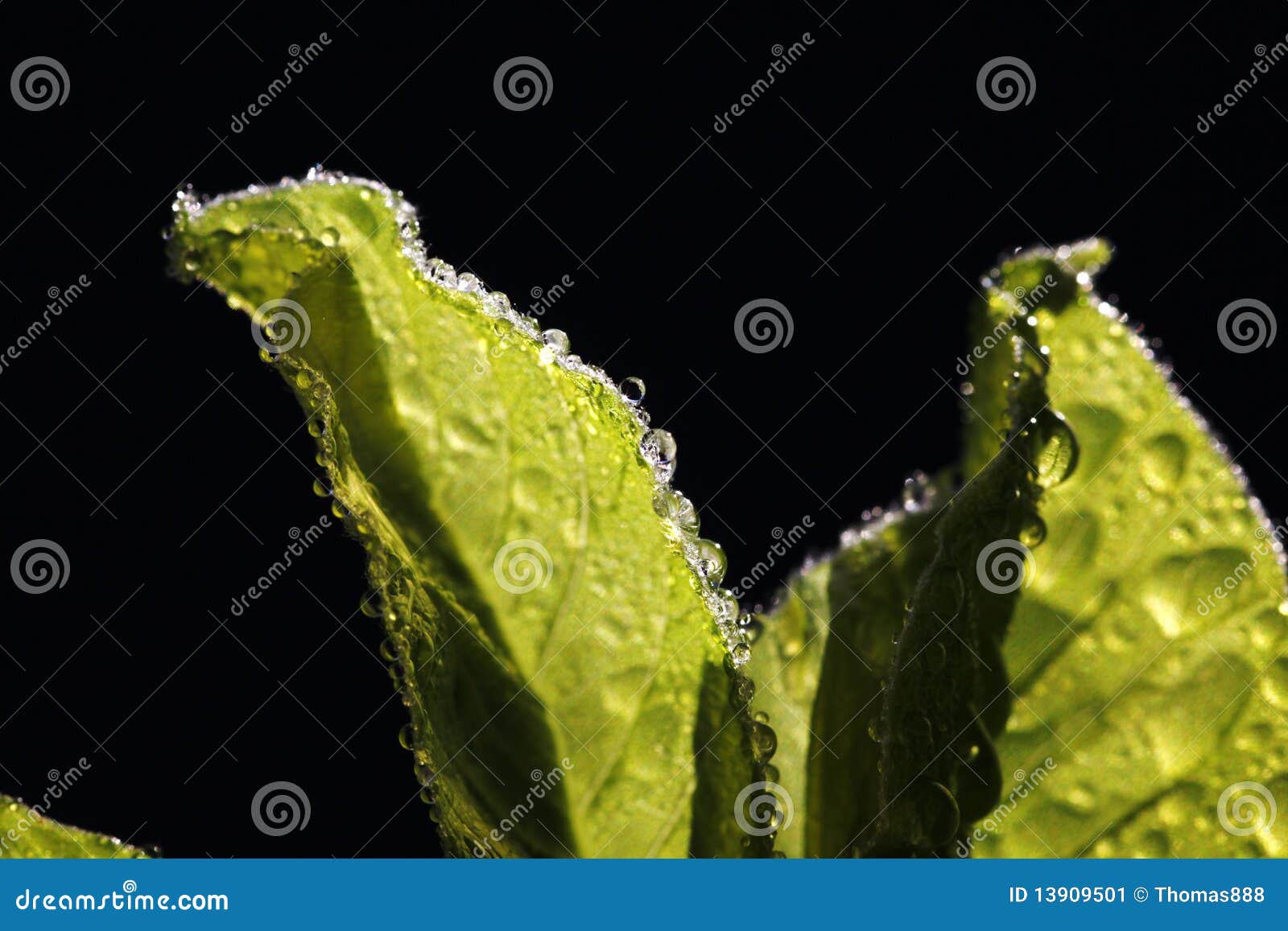 Fresh stock image. Image of water, plants, beautiful - 13909501