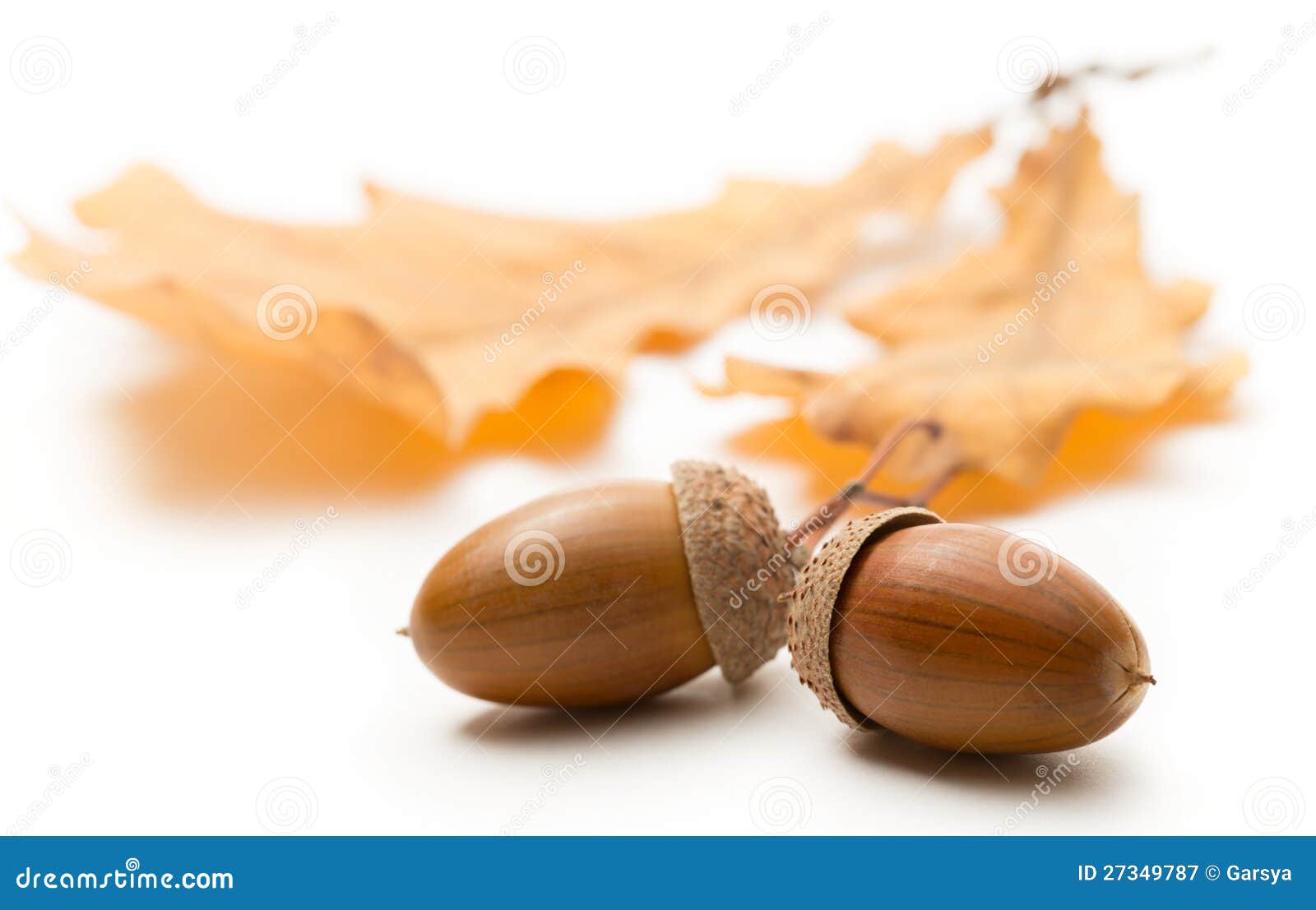 Fresh acorn stock image. Image of background, seasonal - 27349787