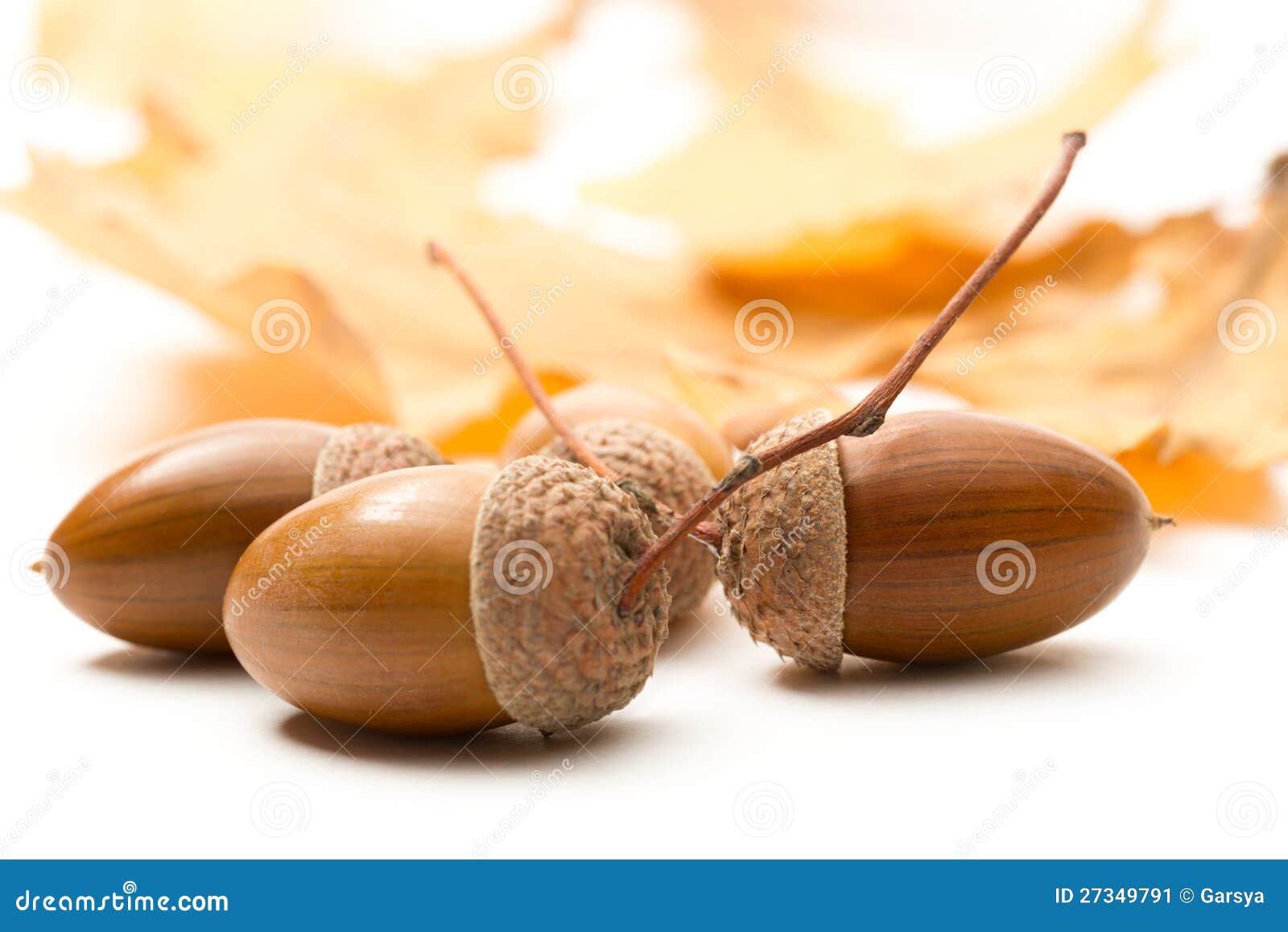 Fresh acorn stock image. Image of flora, hard, natural - 27349791
