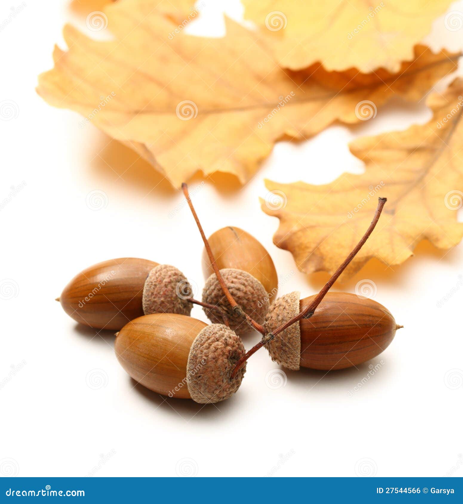 Fresh acorn stock photo. Image of nature, ripe, heap - 27544566