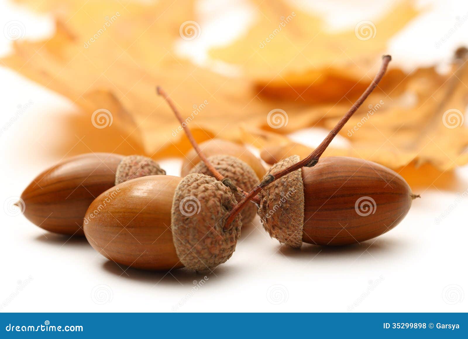 Fresh acorn stock photo. Image of ripe, acorn, leaf, dried - 35299898