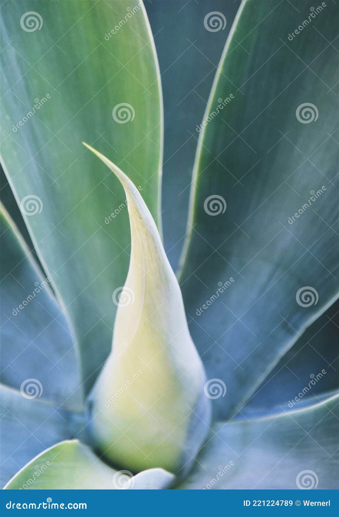 Fresh blue Agave leaves stock image. Image of close - 221224789