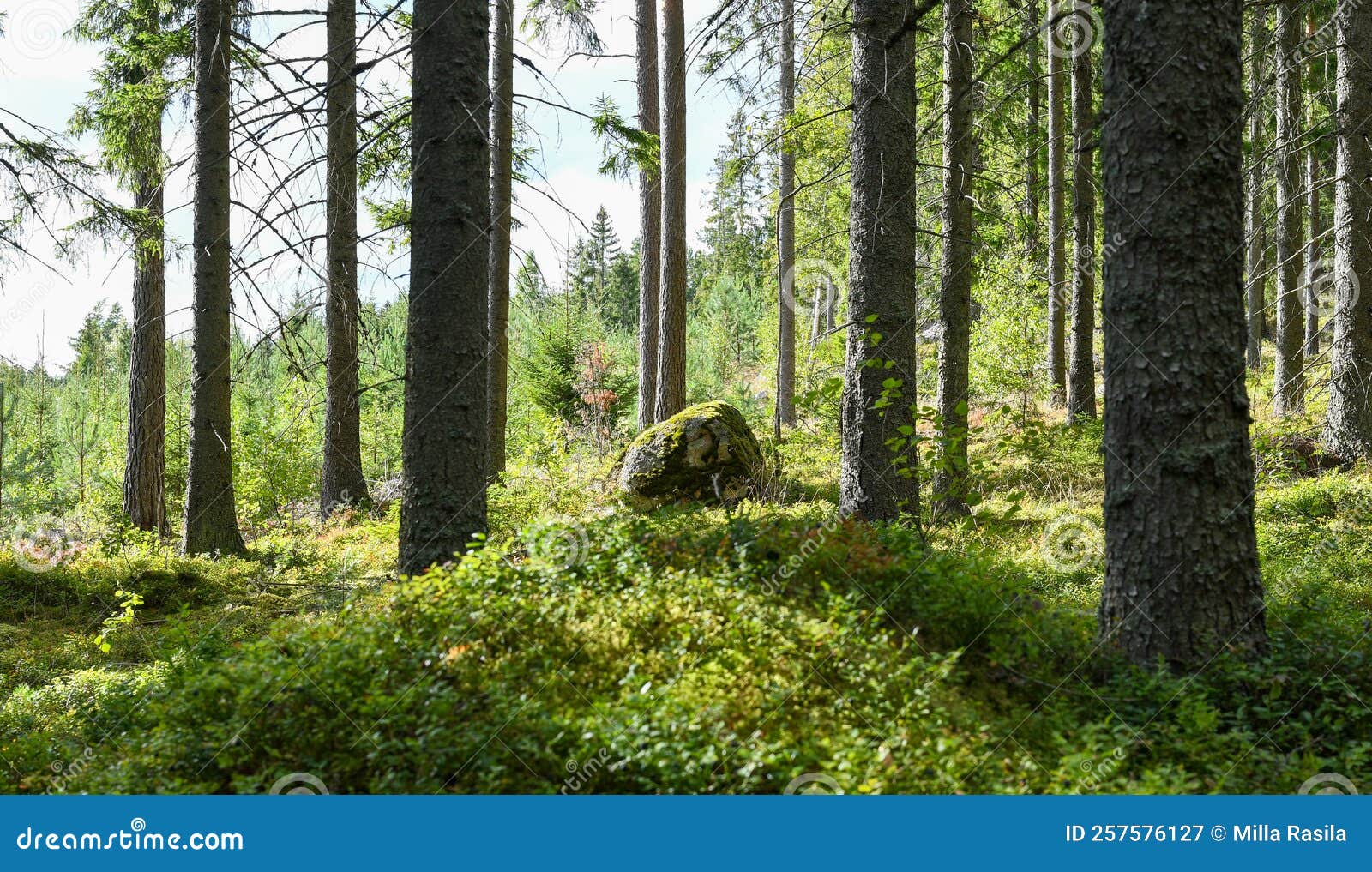 Fresh air in the forest stock image. Image of forest - 257576127