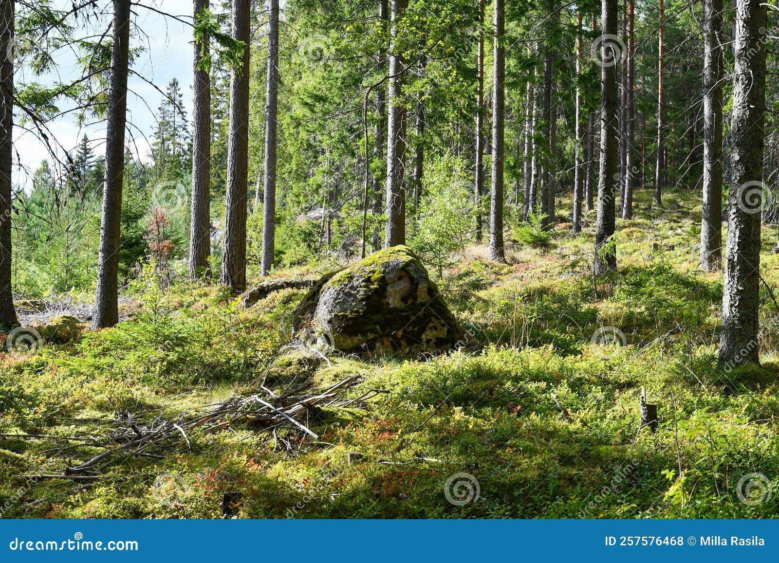 Fresh air in the forest stock photo. Image of woodland - 257576468