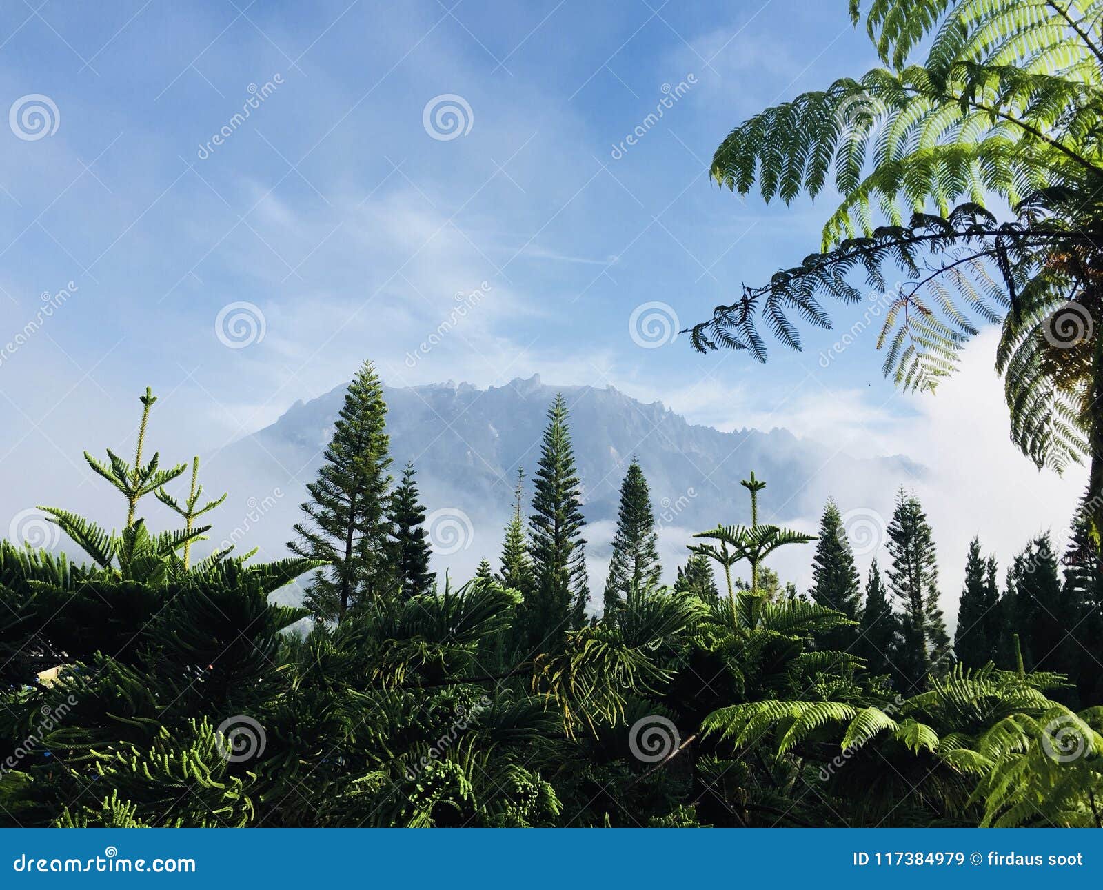 Go green stock image. Image of green, tree, mountain - 117384979