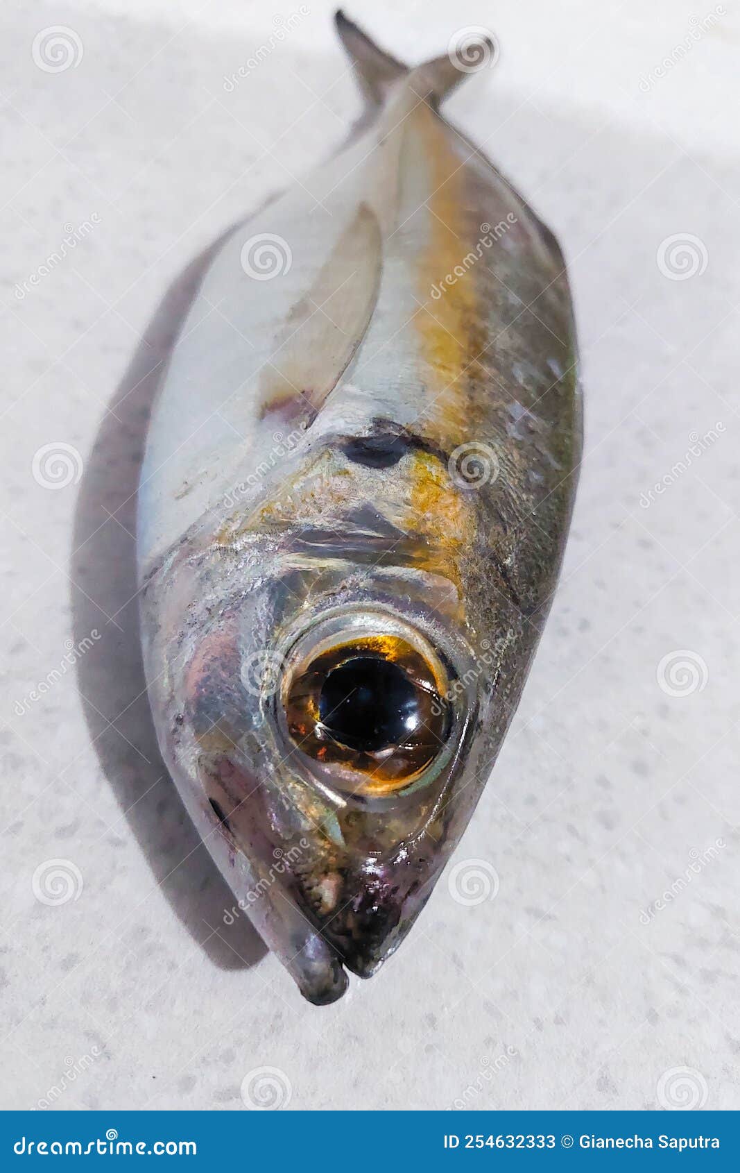 Fresh Aji Fish or Horse Mackerel Fish Stock Image - Image of horse ...