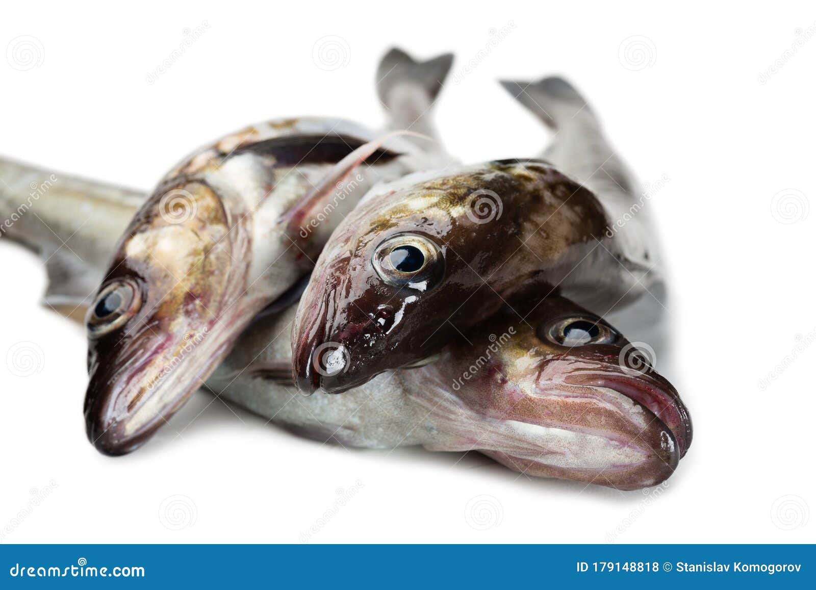 Alaska Pollock Fillets Stock Photography | CartoonDealer.com #20253074