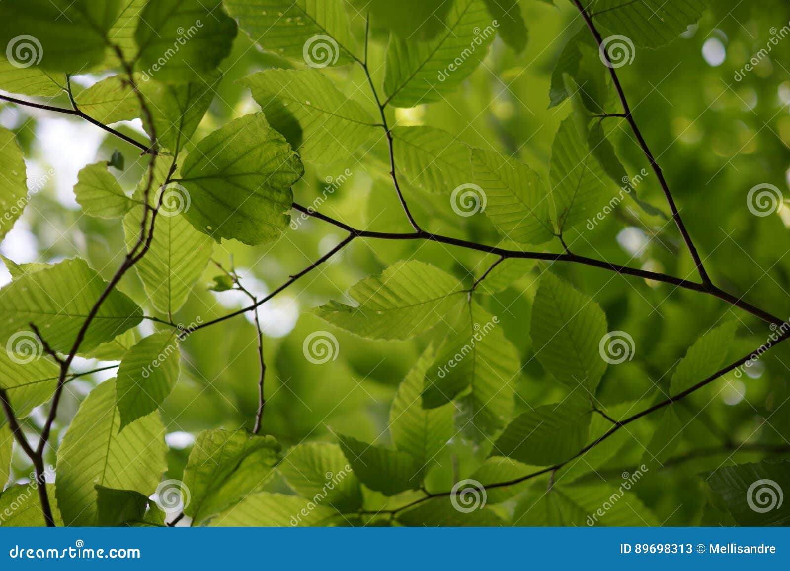 Fresh Alder Leaf Background, View from Below the Tree Stock Image ...