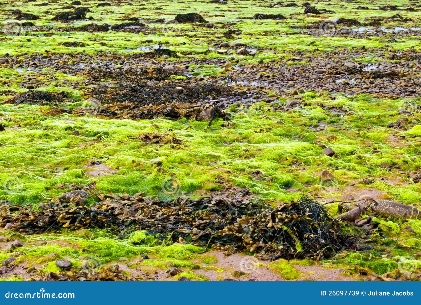 Fresh algae stock image. Image of brown, plant, bunch - 26097739