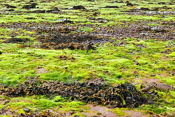 Fresh algae stock image. Image of brown, plant, bunch - 26097739